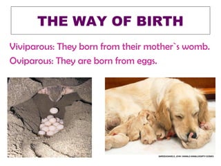 Animals | PPT
