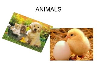 Animals | PPT
