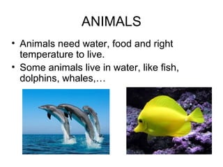Animals | PPT