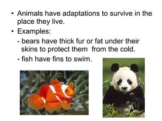 Animals | PPT