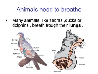 Animals | PPT