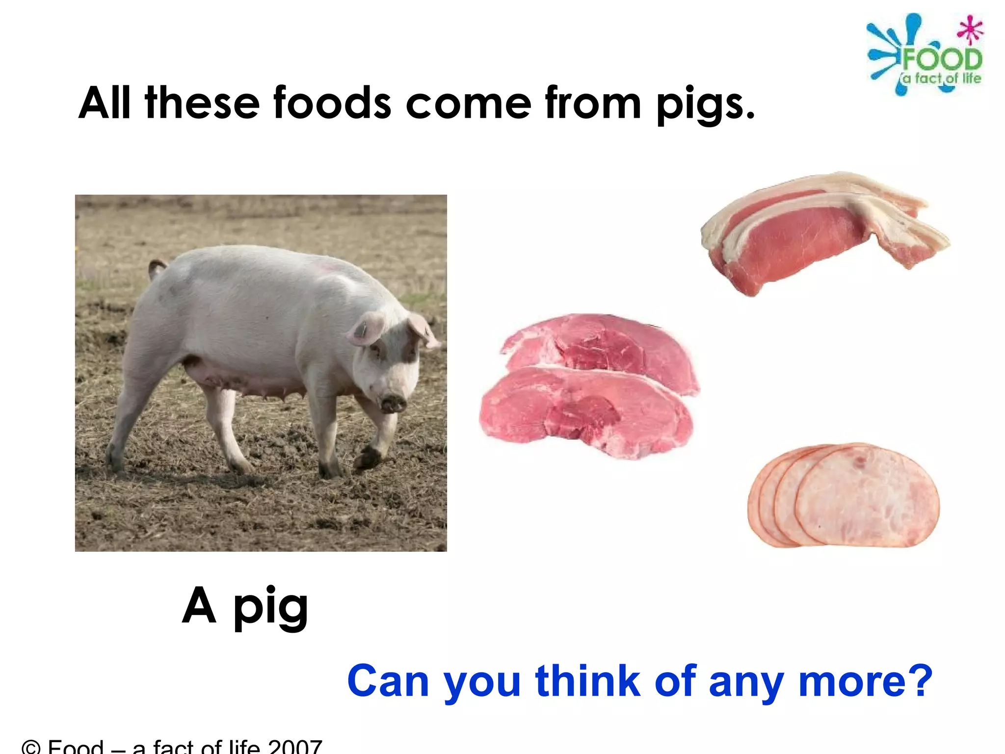 Food from animals | PPT