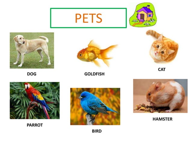 Animals | PPTX