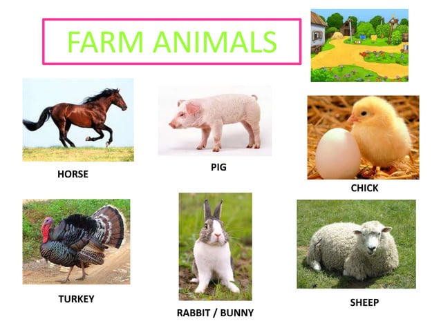 Animals | PPTX