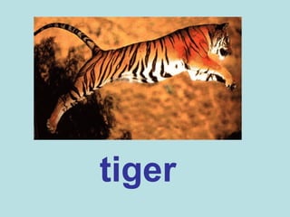 Animals | PPT