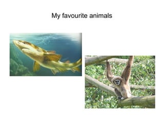 Animals сережа ахапкин | PPT