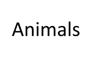 Flashcards: Animals | PPTX