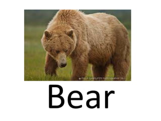 Flashcards: Animals | PPTX