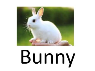 Flashcards: Animals | PPTX
