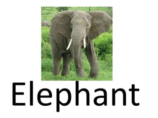 Flashcards: Animals | PPTX