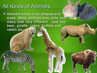 Animals | PPT