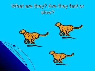 Fast And Slow Animals