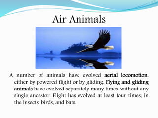 Animals | PPTX
