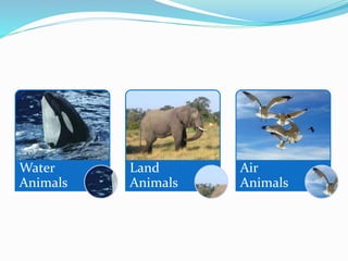 Animals | PPTX