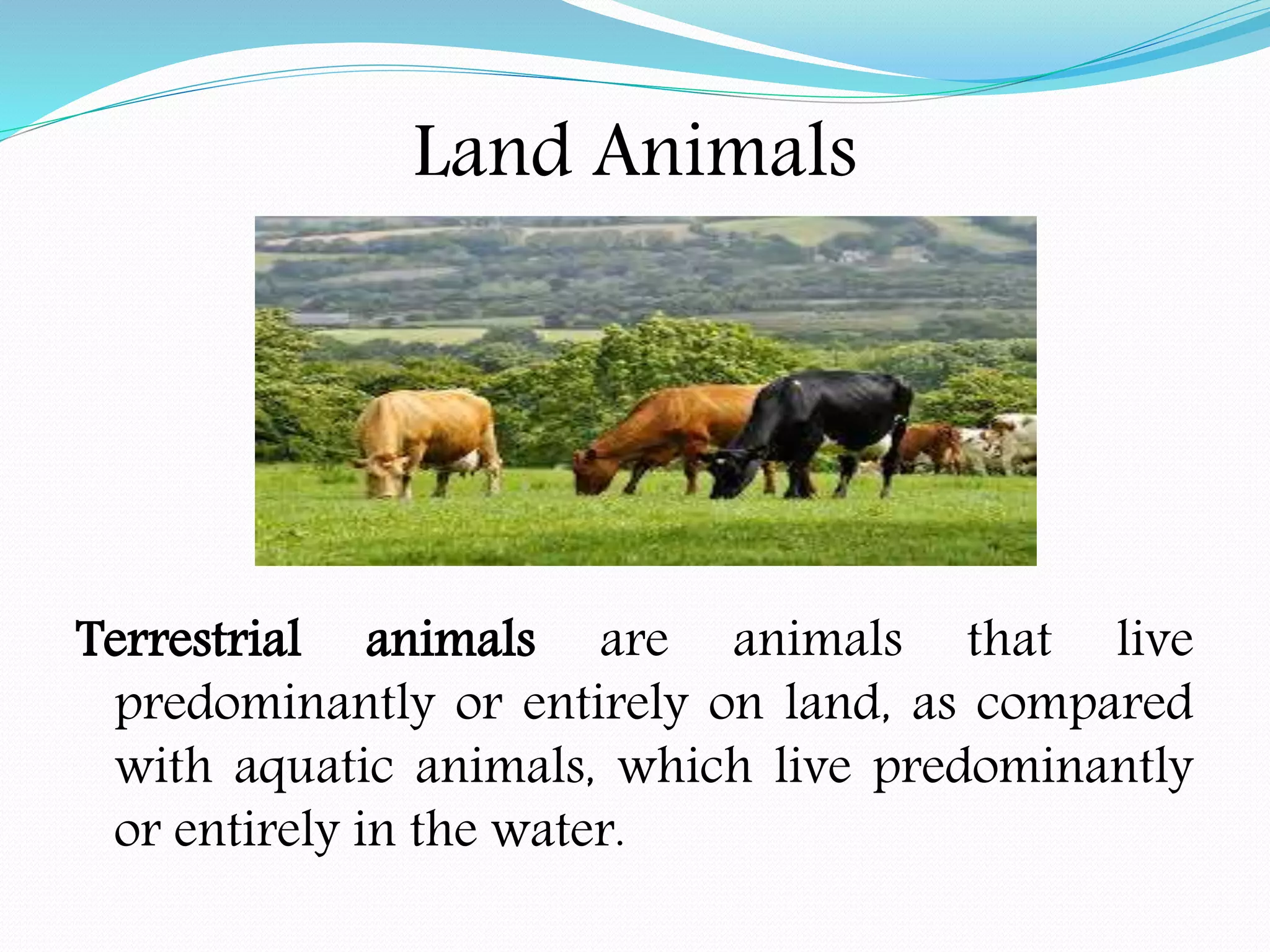 Animals | PPTX