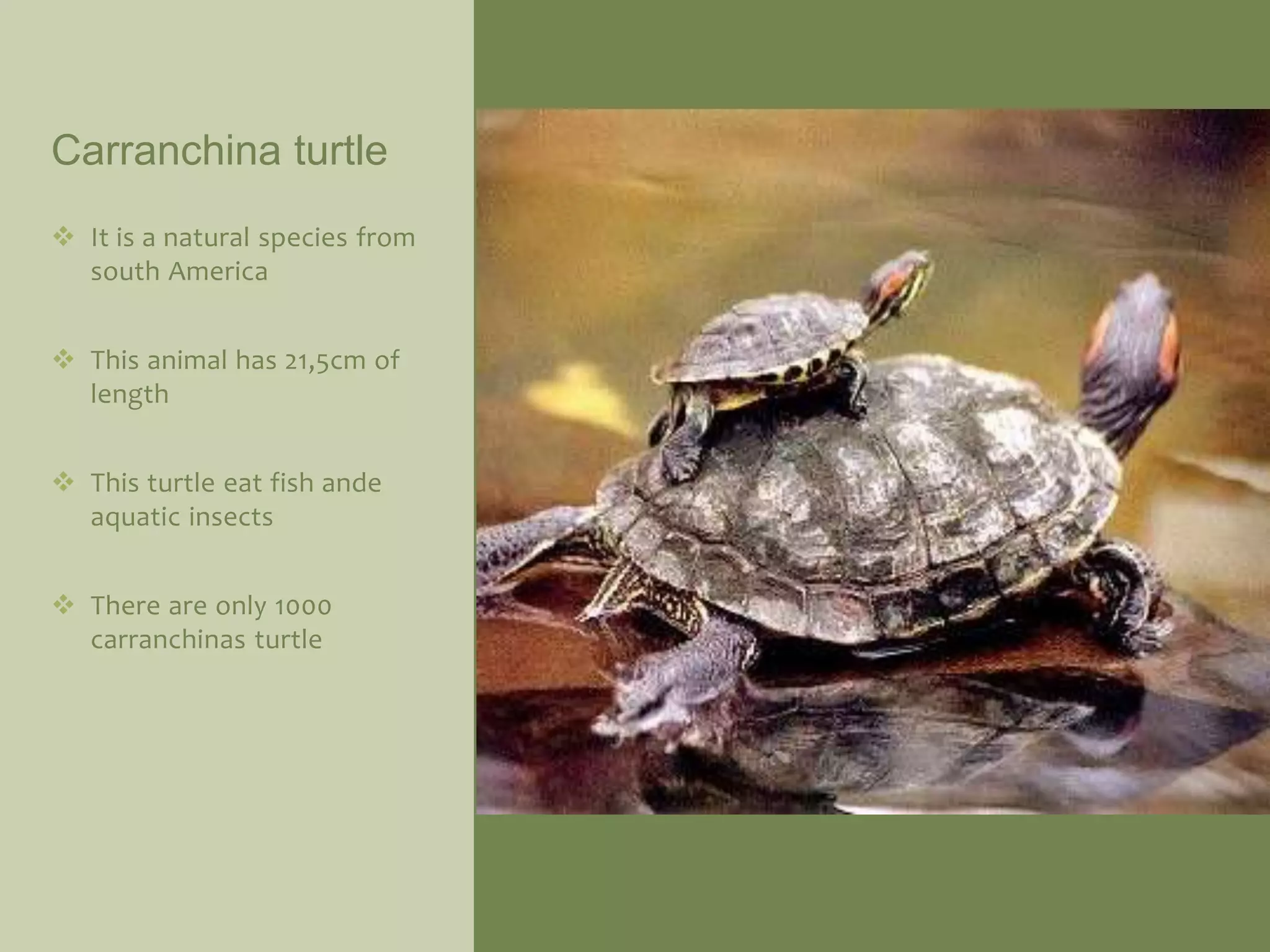 Endangered animals | PPT