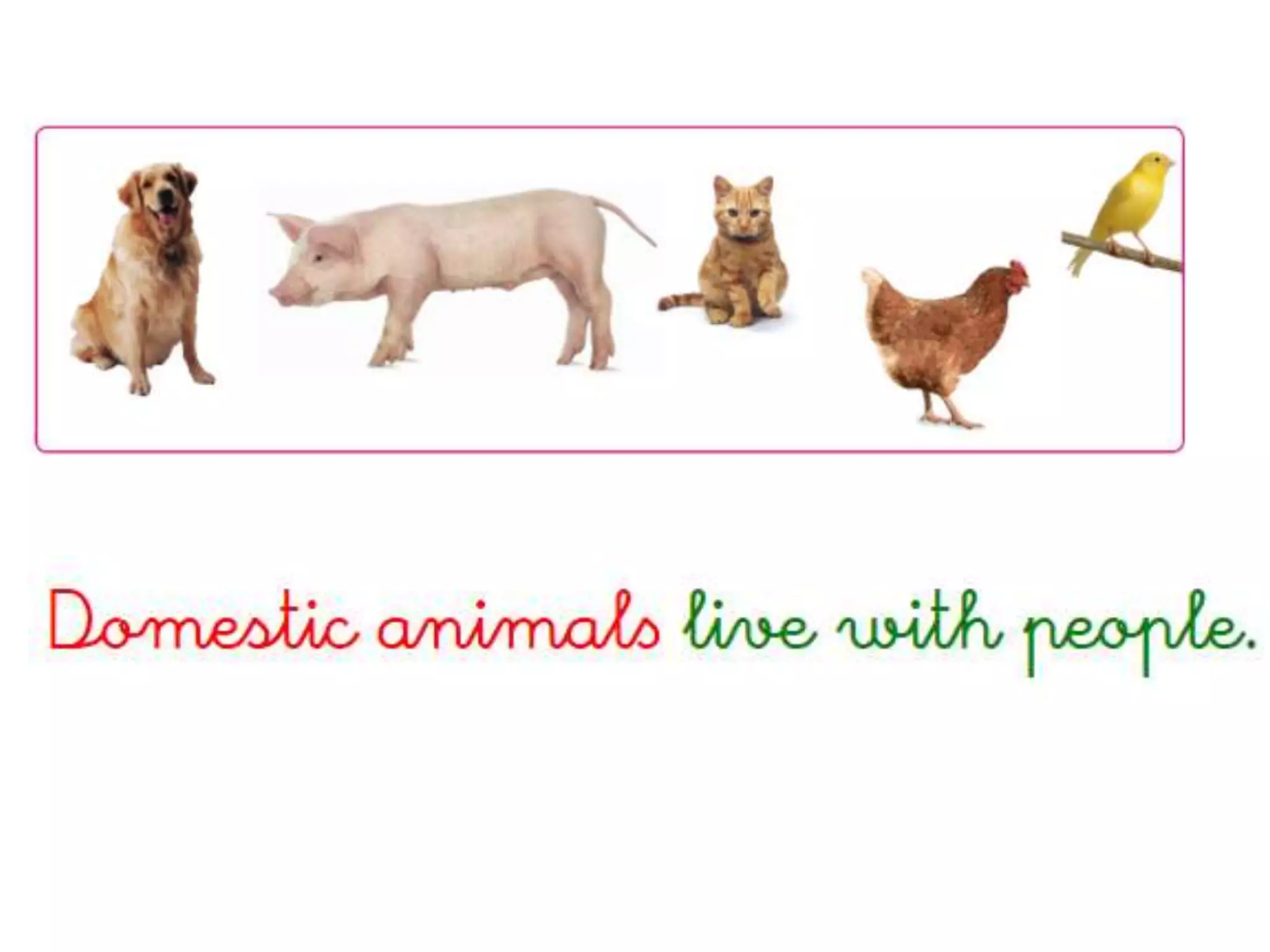 Animals | PPT