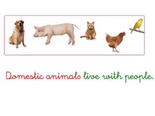 Animals | PPT