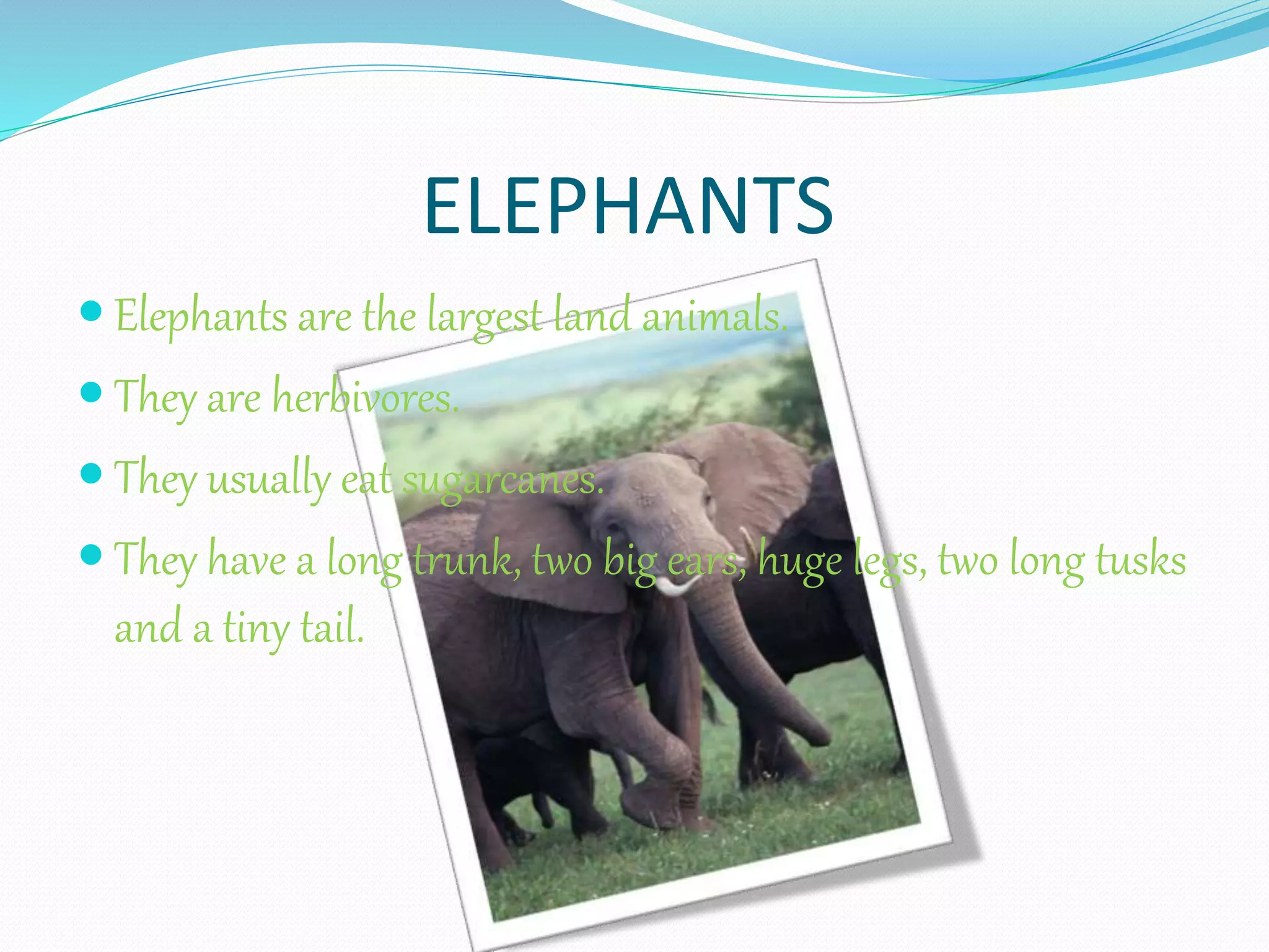 Animals | PPT