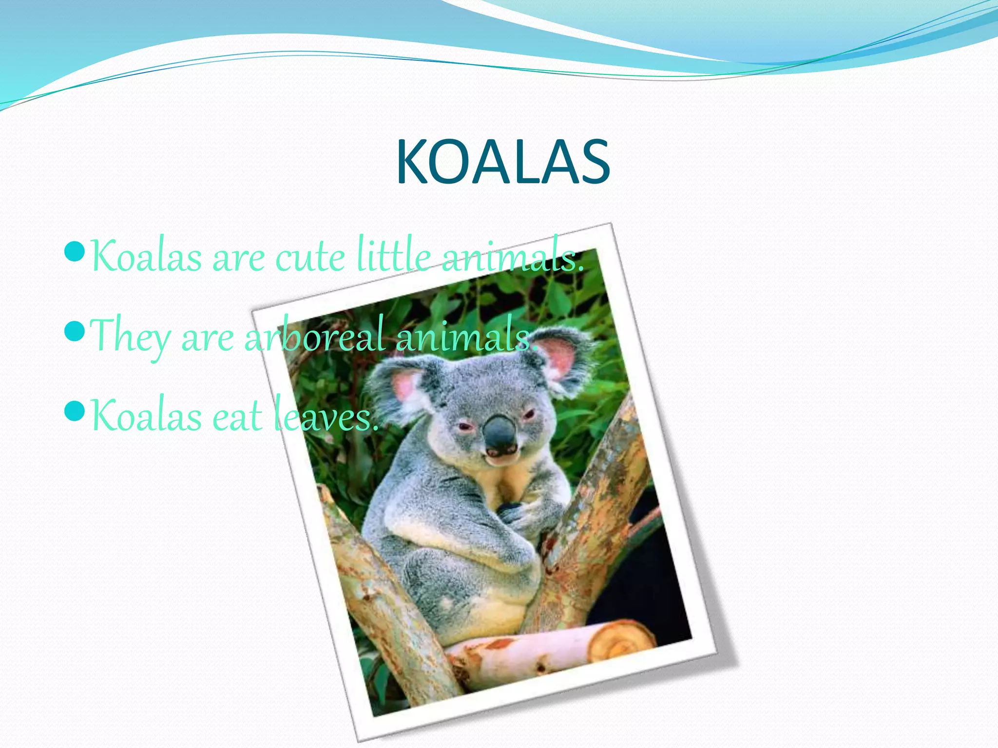 Animals | PPT