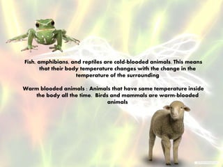 Animals | PPTX