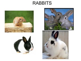 Animals | PPT