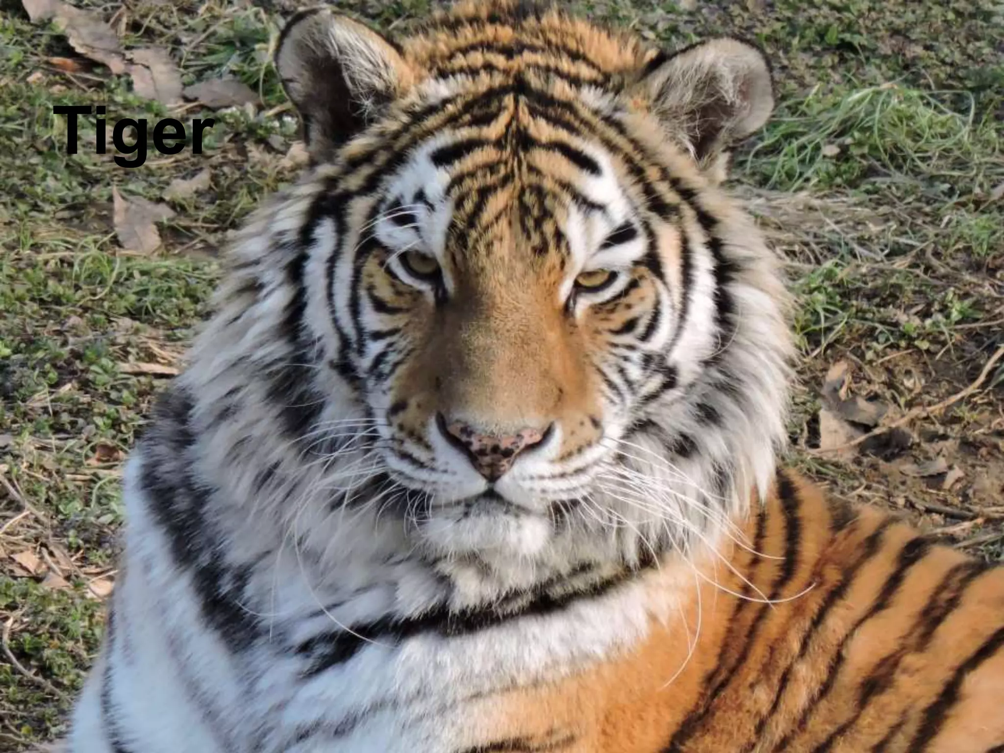 ESL Animal Vocabulary | PPTX
