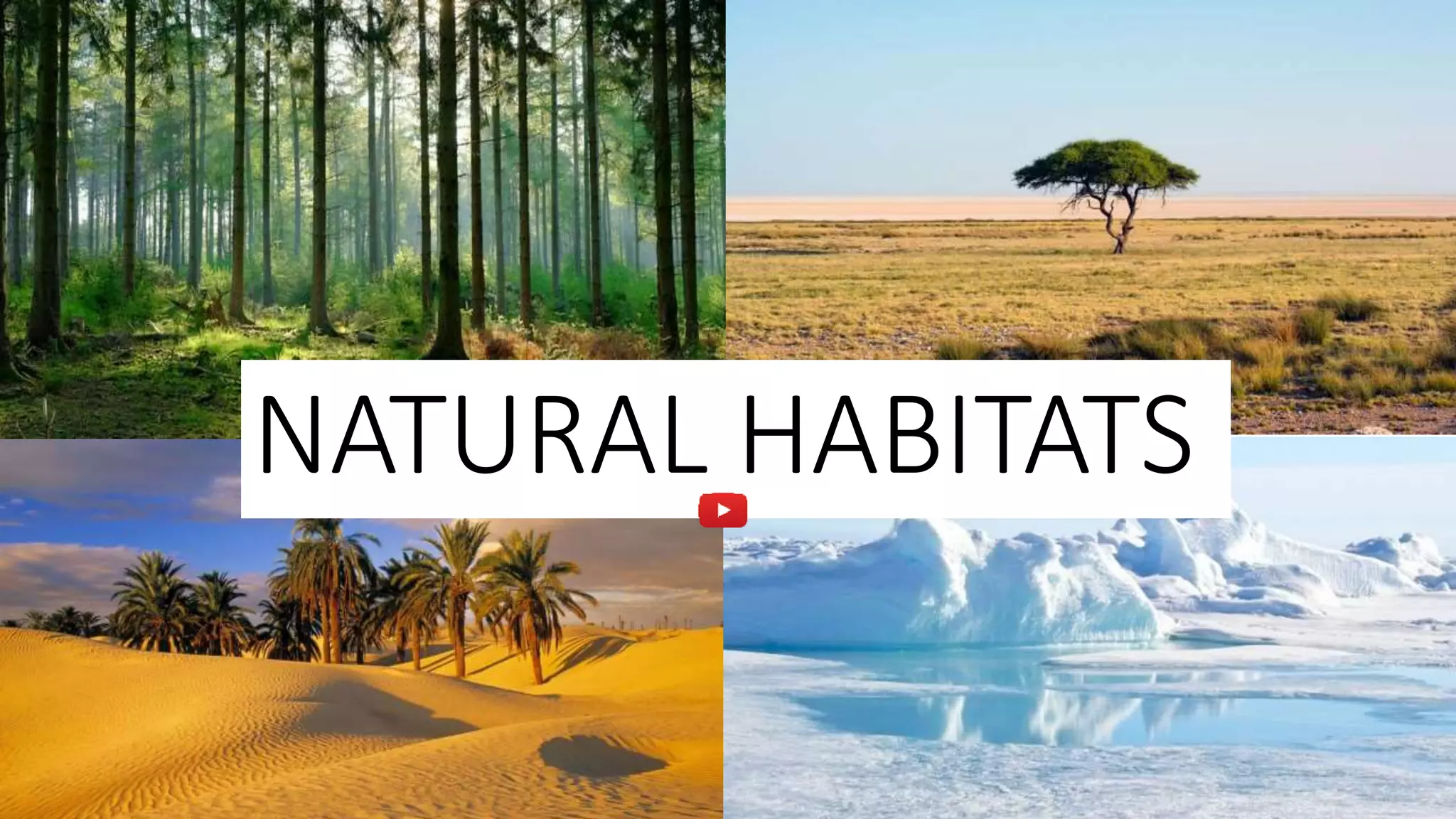 Wild and domestic animals. Habitats. | PPTX