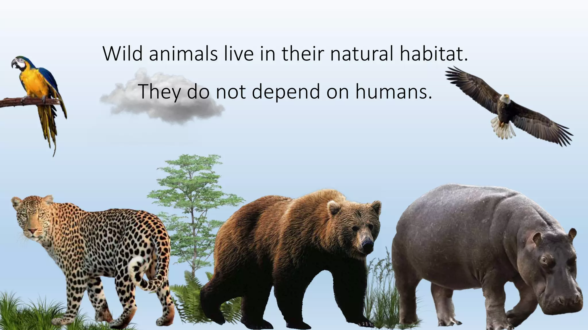 Wild and domestic animals. Habitats. | PPTX