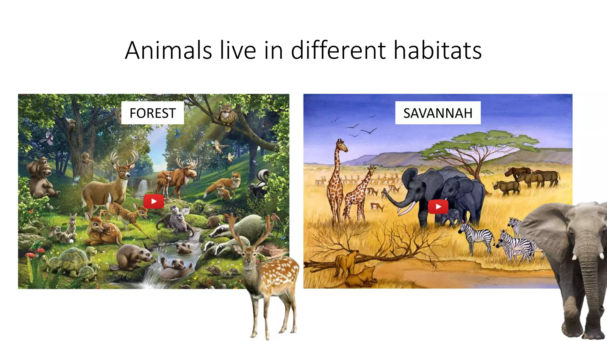 Wild and domestic animals. Habitats. | PPTX