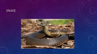 Animals Vocabulary | PPTX