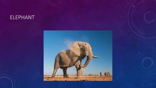 Animals Vocabulary | PPTX