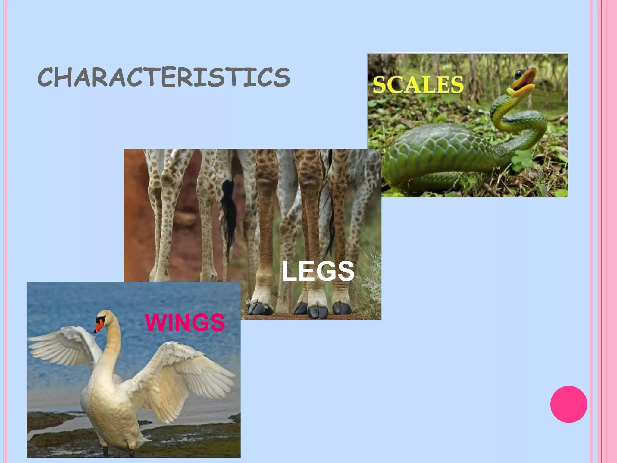 Animals | PPT