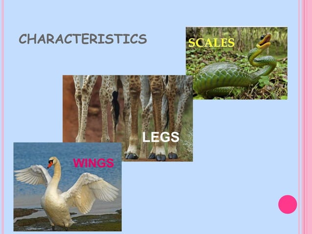 Animals | PPT