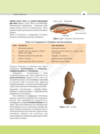 Animals | PDF