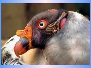 Animals 2 | PPS