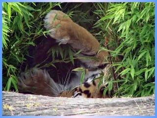 Animals 2 | PPS