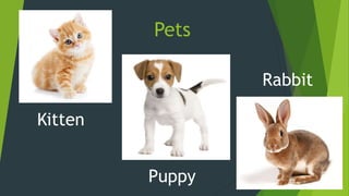 Animals and Pets | PPTX