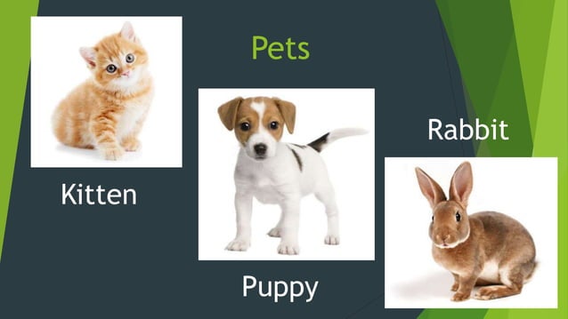 Animals and Pets | PPTX