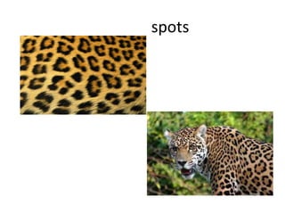 Animals: body parts | PPT