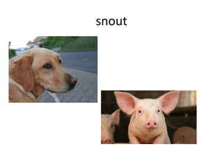 Animals: body parts | PPT | Dogs | Pets