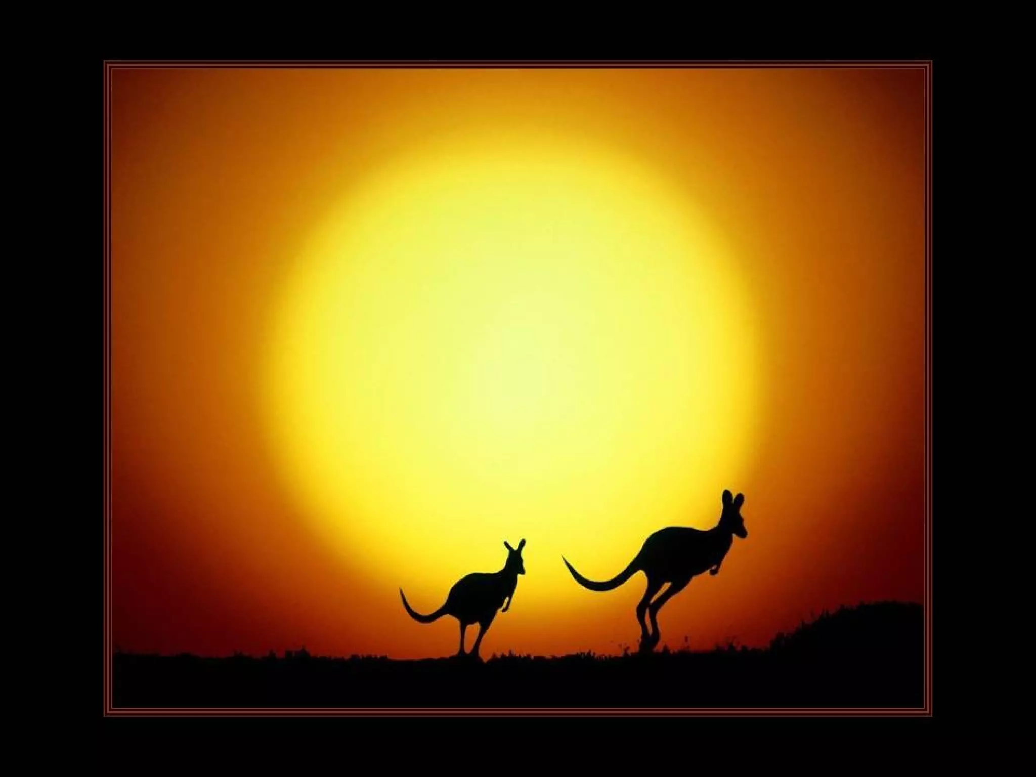 Animals 2009 | PPS