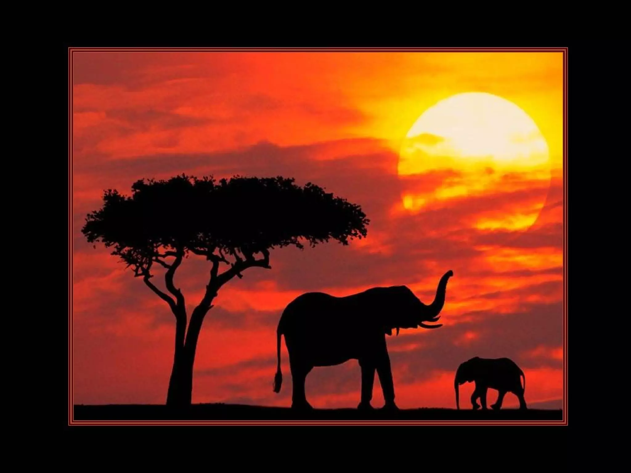 Animals 2009 | PPS