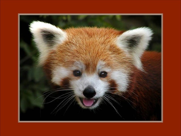 Animals 2009 | PPS