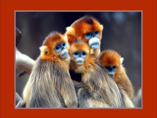 Animals 2009 | PPS