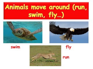 Animals | PPT