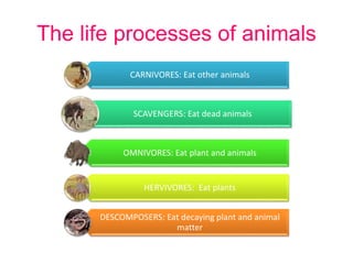 Animals | PPT