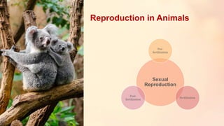 Animals | PPT