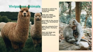 Animals | PPTX