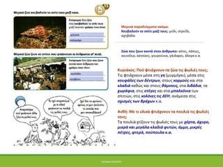 Ενότητα : Τα ζώα.pptx